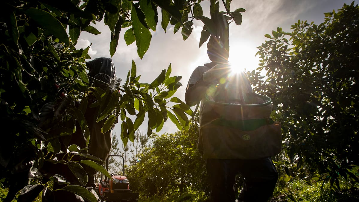 Avocado supplier in liquidation takes oil company Olivado to court