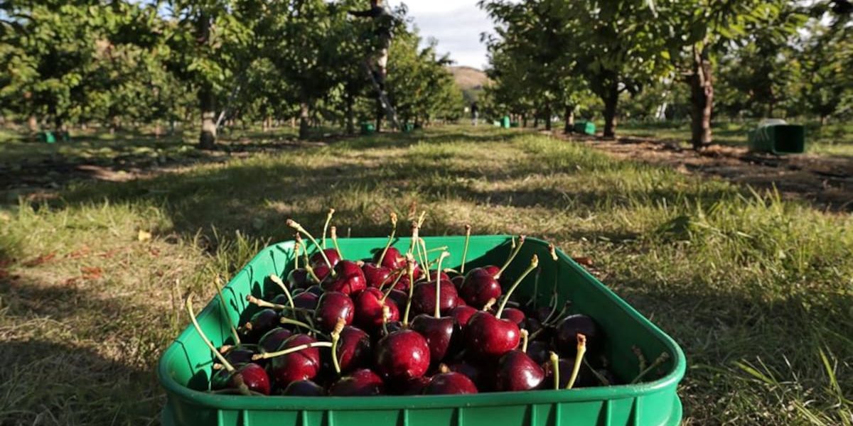Cherry grower Cherri Global in liquidation, $42m owed